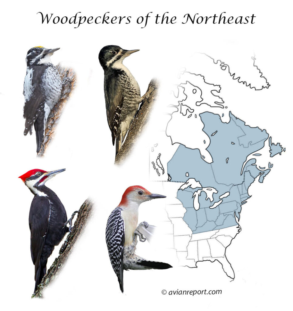 Woodpeckers of the Northeast: A Comprehensive ID Guide - Avian Report