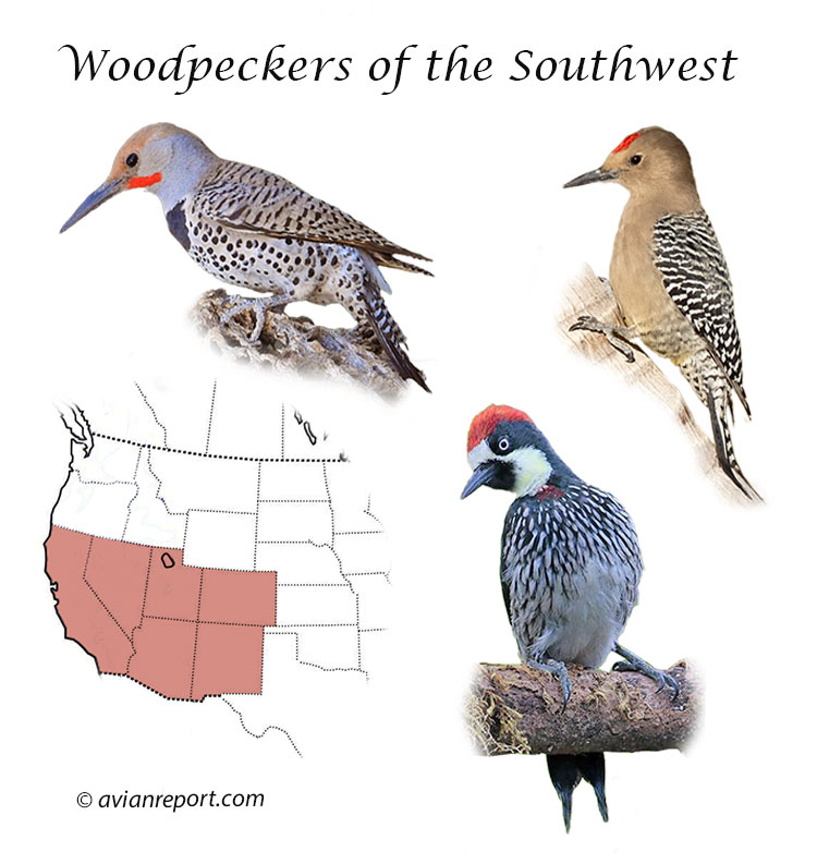 Northern Flicker Woodpecker Range