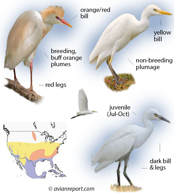 North American White Egrets and Herons: An Identification Guide - Avian ...