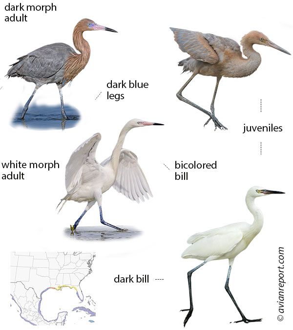 North American White Egrets and Herons: An Identification Guide - Avian ...