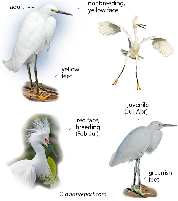 45 Wetland Birds of Massachusetts: ID, Habitat, & Sounds Guide - Avian ...