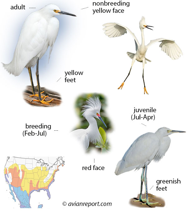 North American White Egrets and Herons: An Identification Guide - Avian Report