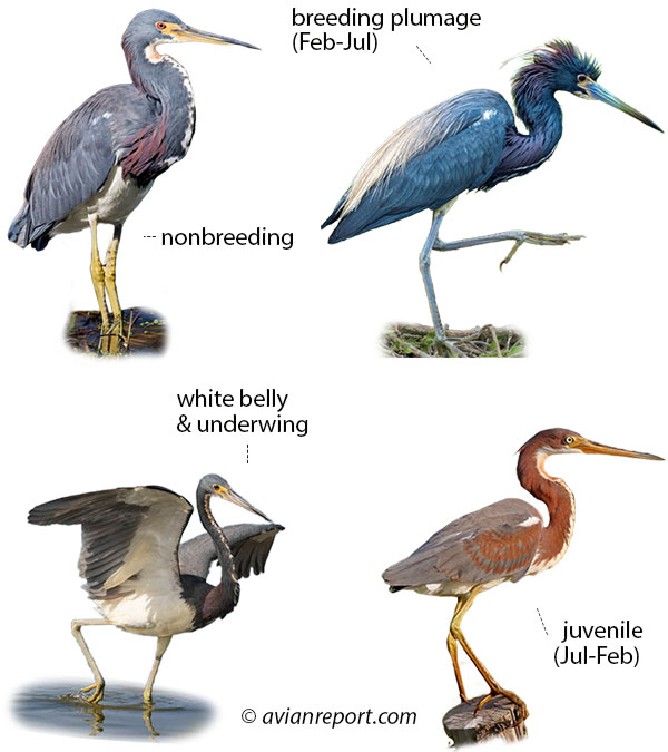 Florida Herons, Egrets, and Bitterns: 12 Species ID Guide - Avian Report