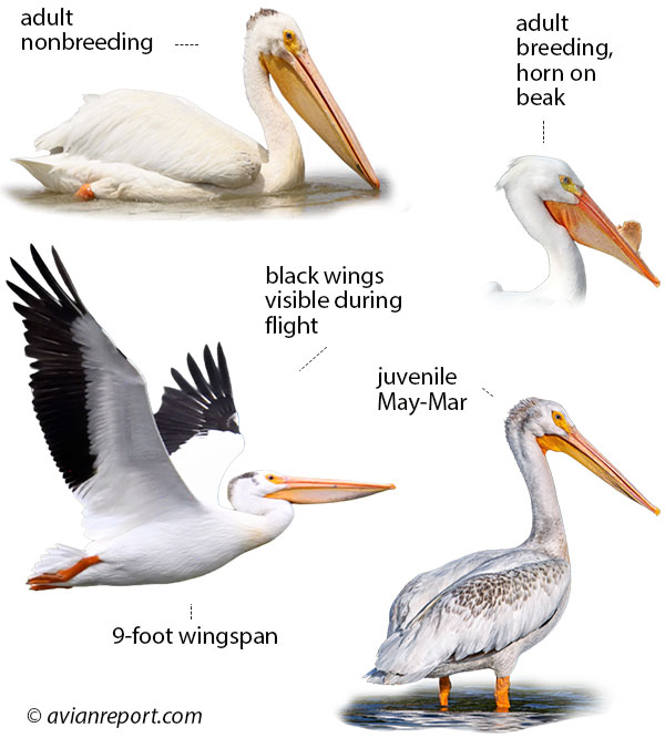 45 Wetland Birds of Massachusetts: ID, Habitat, & Sounds Guide - Avian ...