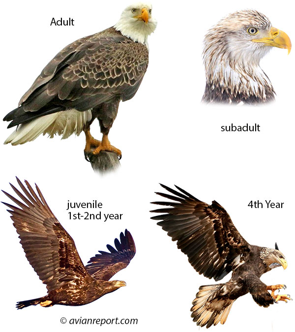 Georgia Wetland Birds: A 45 Species Identification Guide - Avian Report