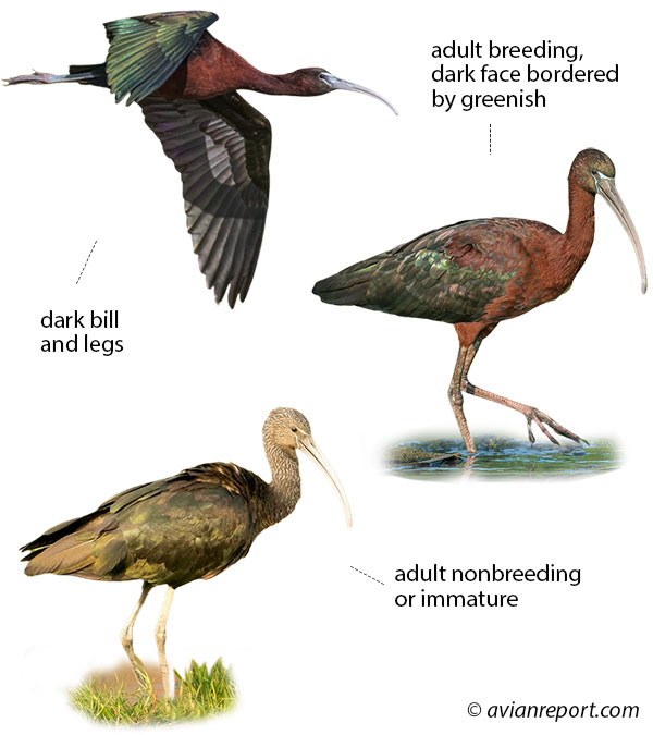 49 Wetland Birds of Pennsylvania: ID, Habitat, & Sounds Guide - Avian ...