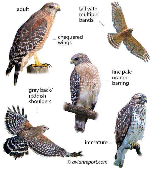 51 Wetland Birds of Florida: ID, Habitat, & Sounds Guide - Avian Report