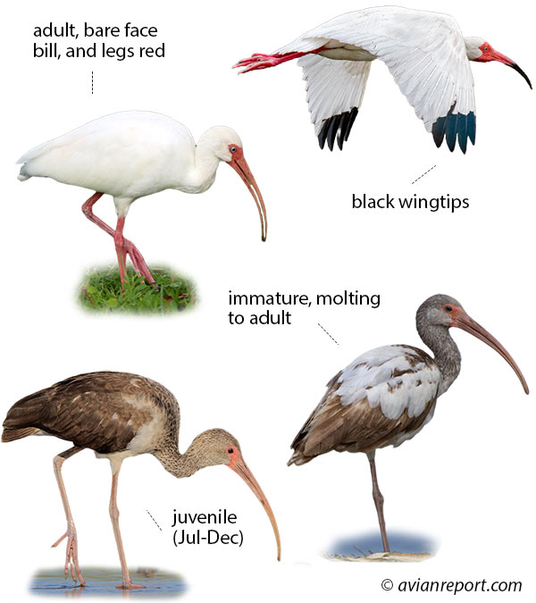 52 Wetland Birds of Louisiana: ID, Habitat, & Sounds Guide - Avian Report