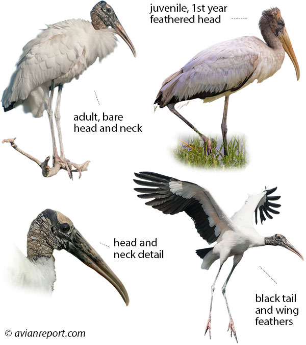 54 Wetland Birds of Texas: ID, Habitat, & Sounds Guide - Avian Report