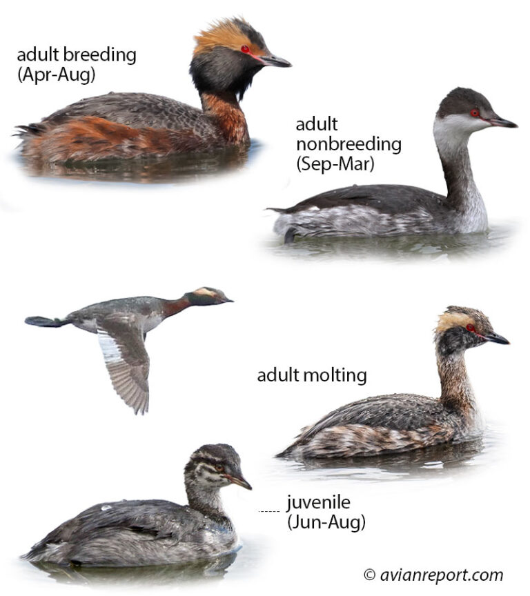 52 Wetland Birds of Louisiana: ID, Habitat, & Sounds Guide - Avian Report