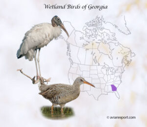Georgia Wetland Birds: A 45 Species Identification Guide - Avian Report