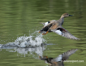 Complete Guide to Ducks, Geese, and Swans of North America - Avian Report