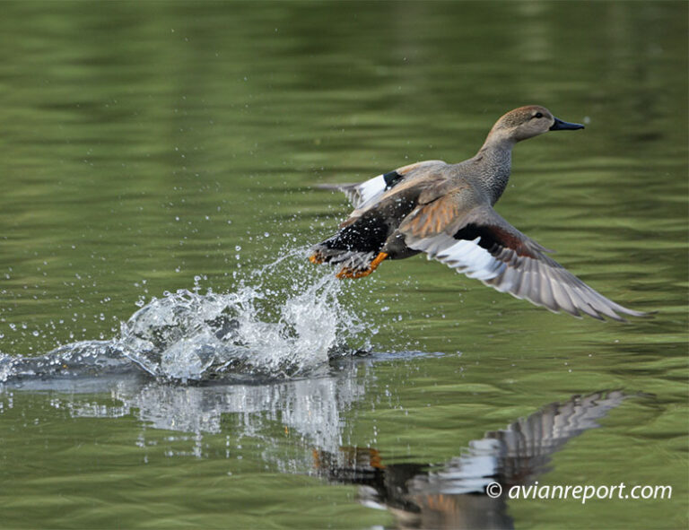 Complete Guide to Ducks, Geese, and Swans of North America - Avian Report
