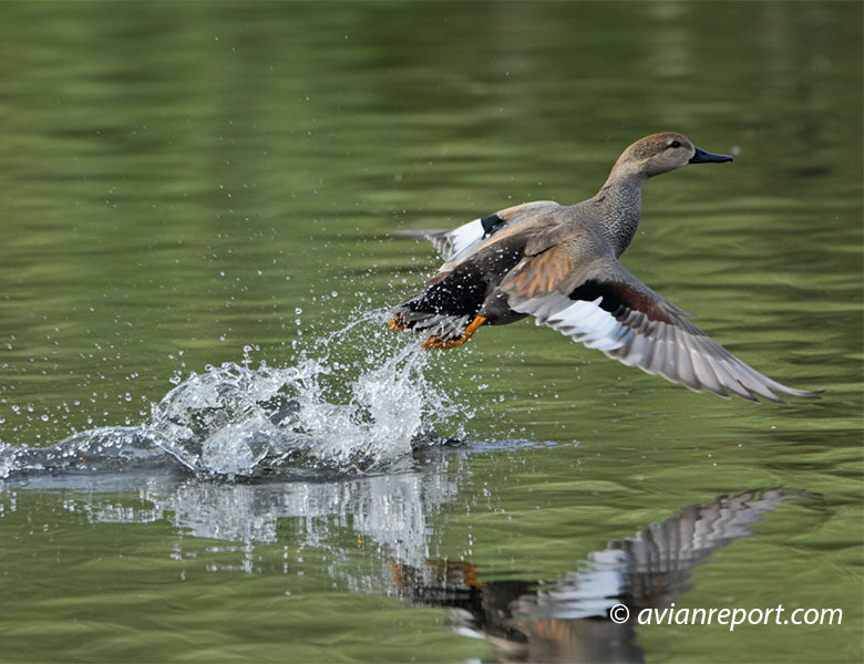 Complete Guide to Ducks, Geese, and Swans of North America - Avian Report