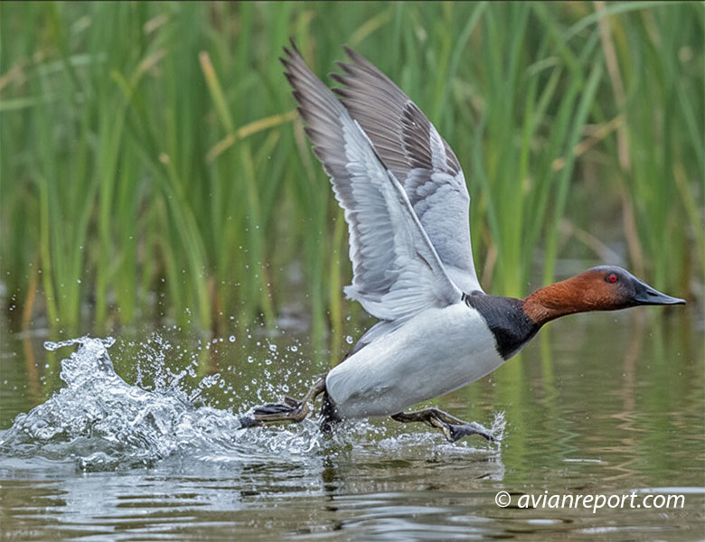 Complete Guide to Ducks, Geese, and Swans of North America - Avian Report