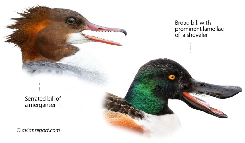 Complete Guide to Ducks, Geese, and Swans of North America - Avian Report