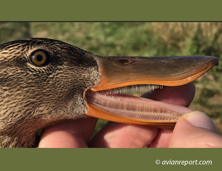 Dabbling Ducks vs. Diving Ducks: The Key Differences - Avian Report