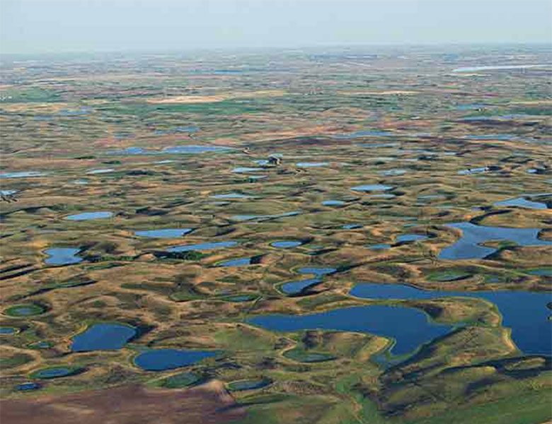 Complete Guide to Ducks, Geese, and Swans of North America - Avian Report