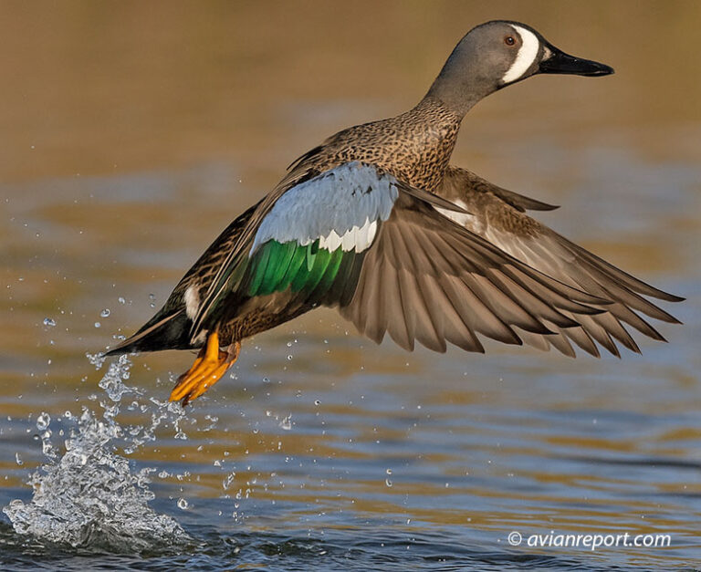 Dabbling Ducks vs. Diving Ducks: The Key Differences - Avian Report