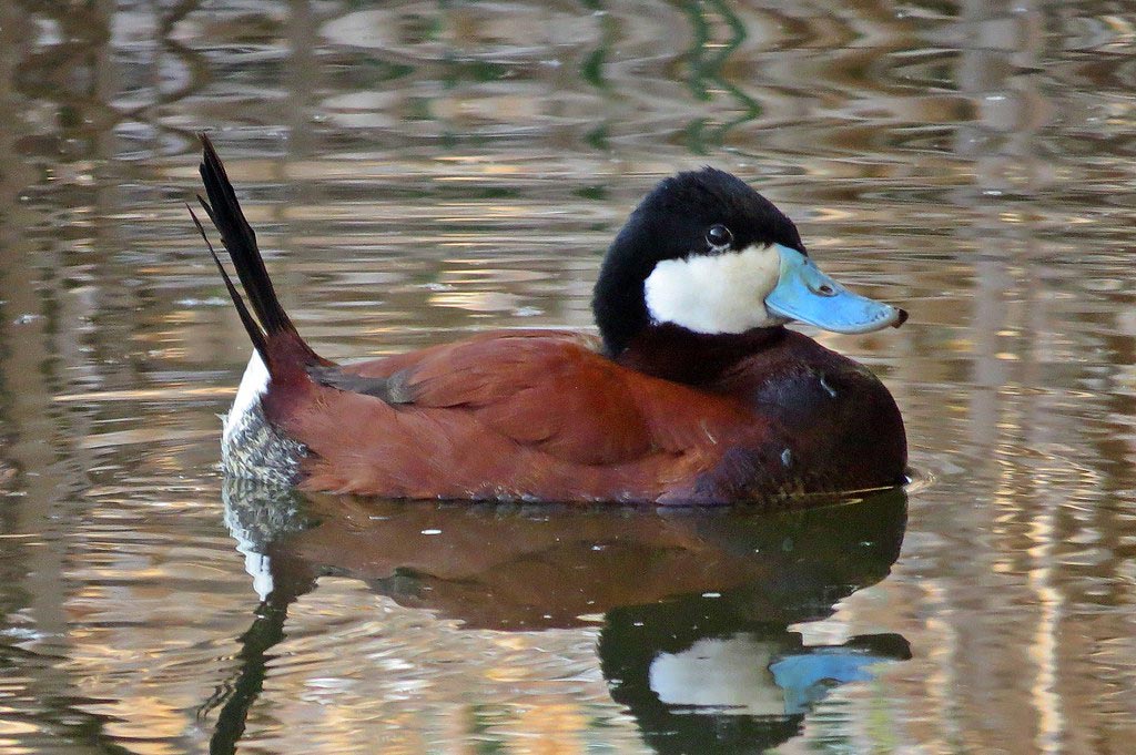 Complete Guide to Ducks, Geese, and Swans of North America - Avian Report