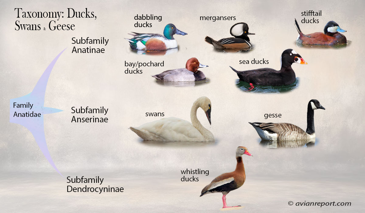 Complete Guide to Ducks, Geese, and Swans of North America - Avian Report
