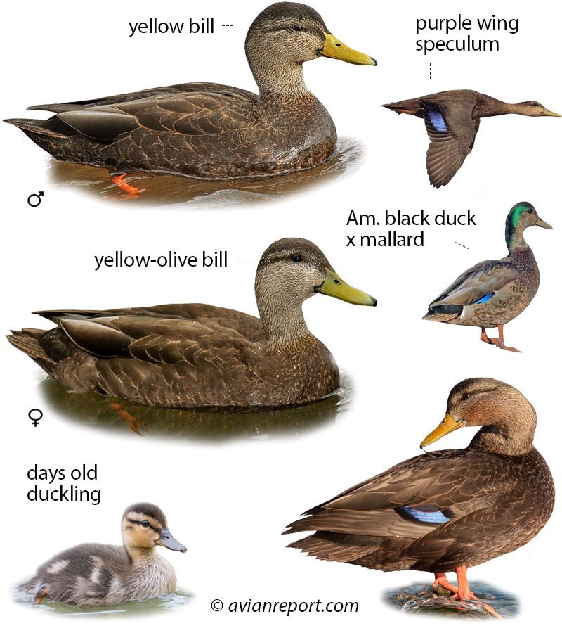 Alabama Ducks, Geese, and Swans: A 34 Species ID Guide - Avian Report