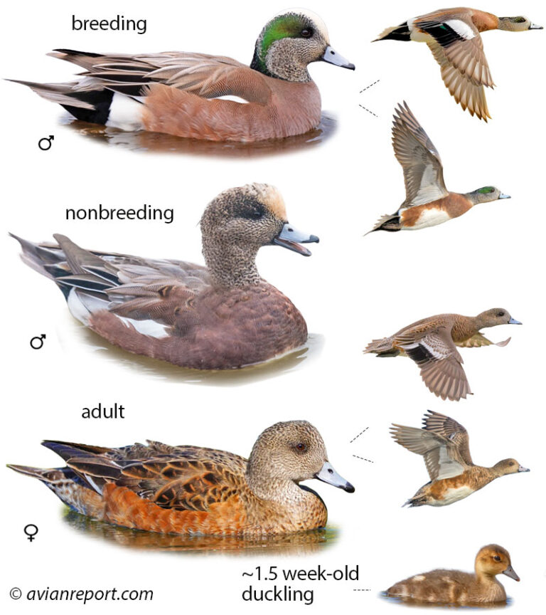 38 California Ducks, Geese, and Swans: ID & Sound Guide - Avian Report