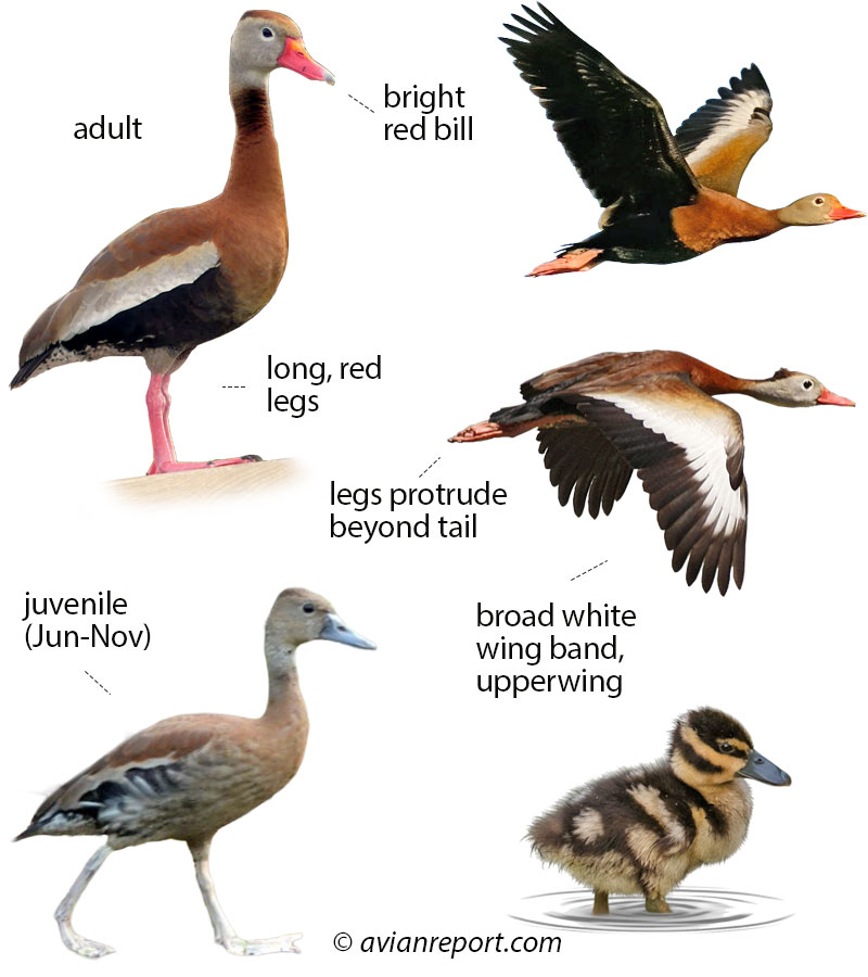 38 California Ducks, Geese, and Swans: ID & Sound Guide - Avian Report