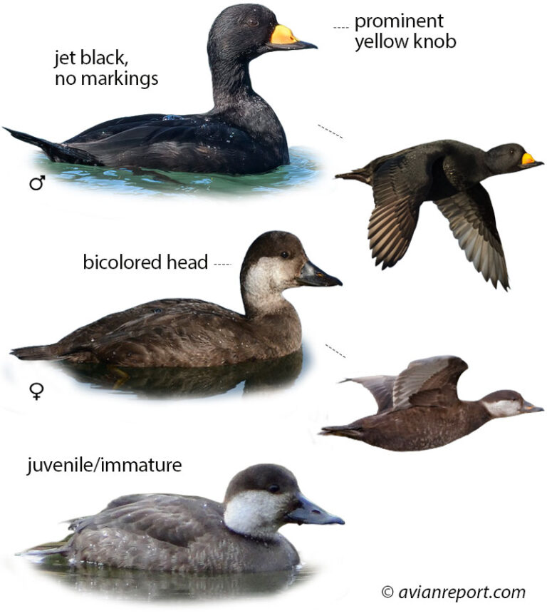 35 Michigan Ducks, Geese, and Swans: ID & Sound Guide - Avian Report