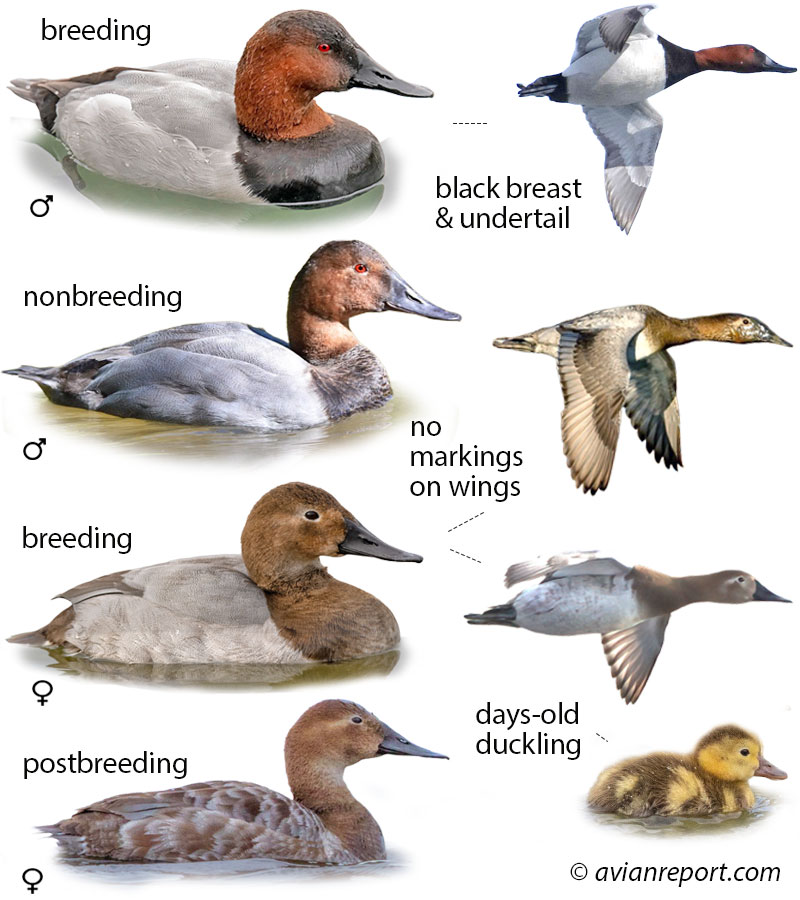 Alabama Ducks, Geese, and Swans: A 34 Species ID Guide - Avian Report