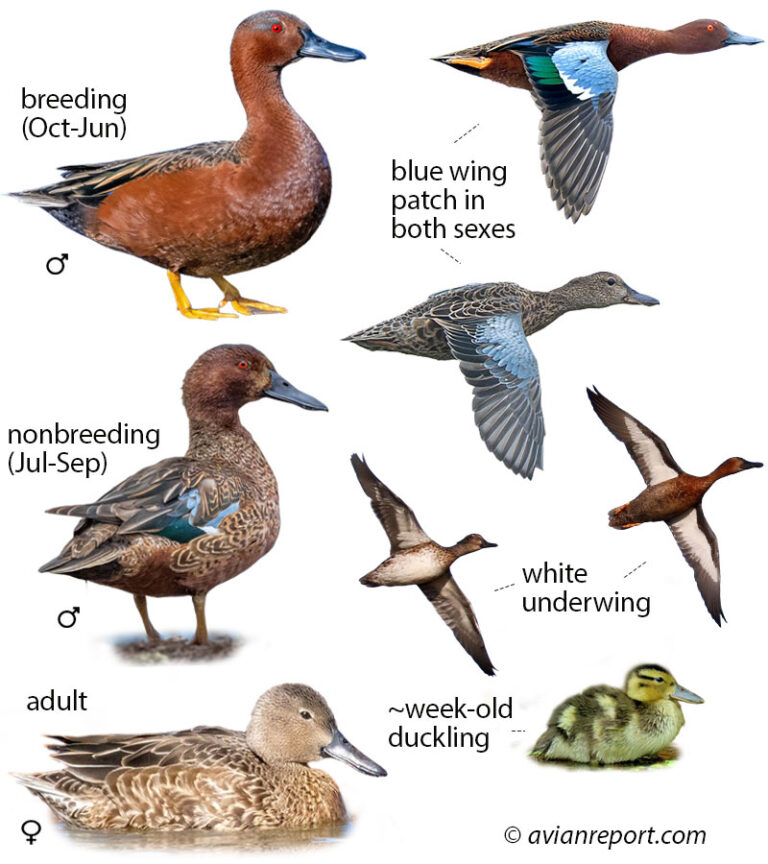 38 California Ducks, Geese, and Swans: ID & Sound Guide - Avian Report