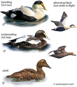 North Carolina Ducks, Geese, and Swans: A 35 Species ID Guide - Avian ...