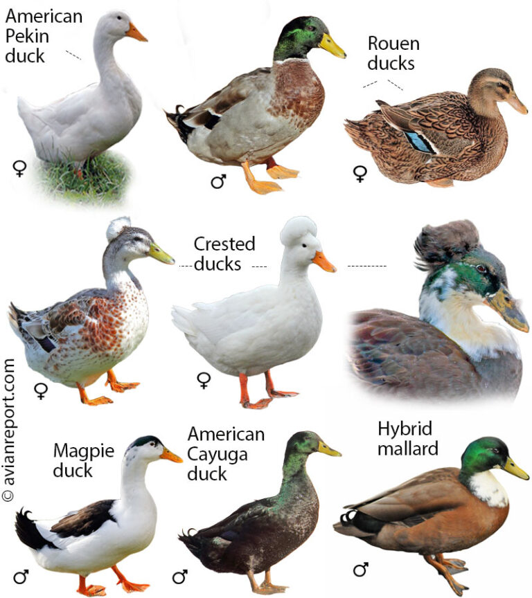 A Complete Guide to Urban Ducks, Geese, Swans, and Hybrids - Avian Report
