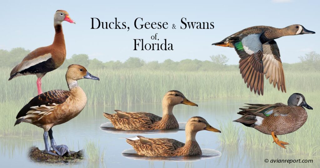 Florida Ducks, Geese, and Swans: A 33 Species ID Guide - Avian Report