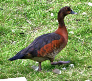 A Complete Guide to Urban Ducks, Geese, Swans, and Hybrids - Avian Report