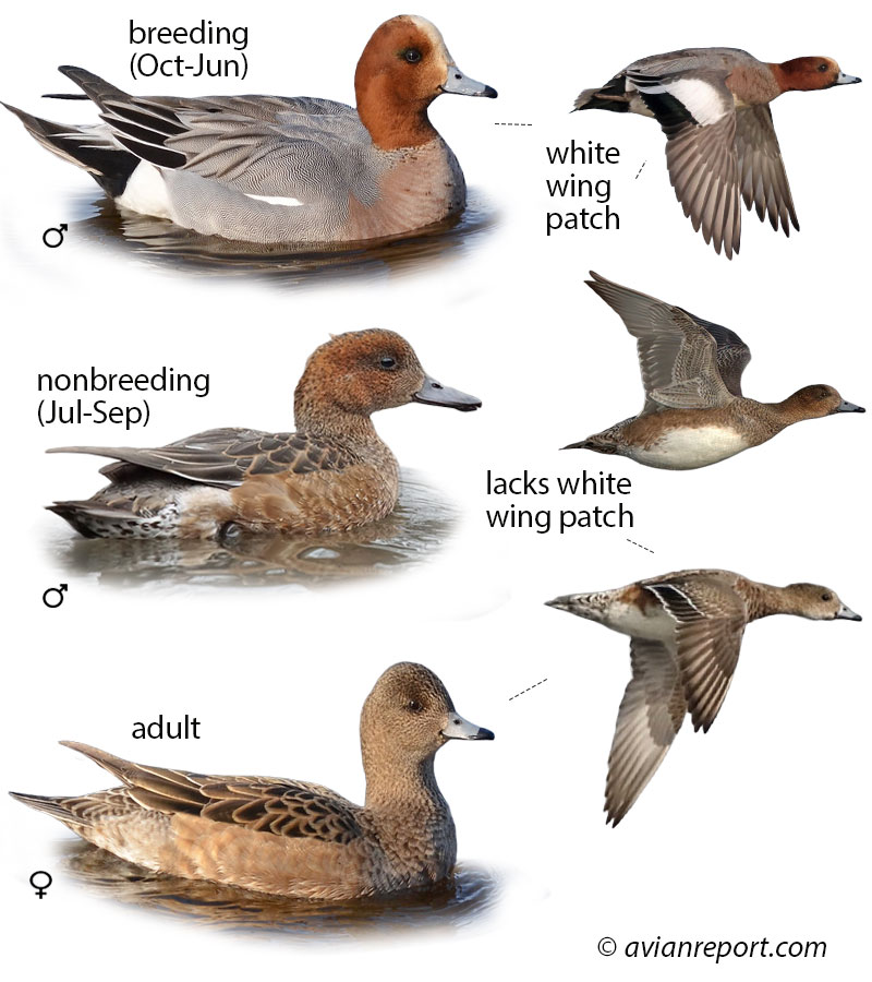 Texas Ducks, Geese, and Swans: A 37 Species ID Guide - Avian Report