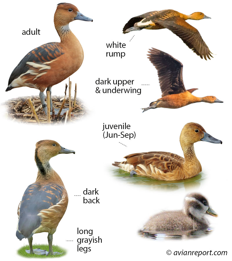 Florida Ducks, Geese, and Swans: A 33 Species ID Guide - Avian Report