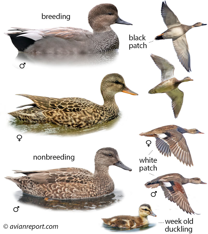 Alabama Ducks, Geese, and Swans: A 34 Species ID Guide - Avian Report