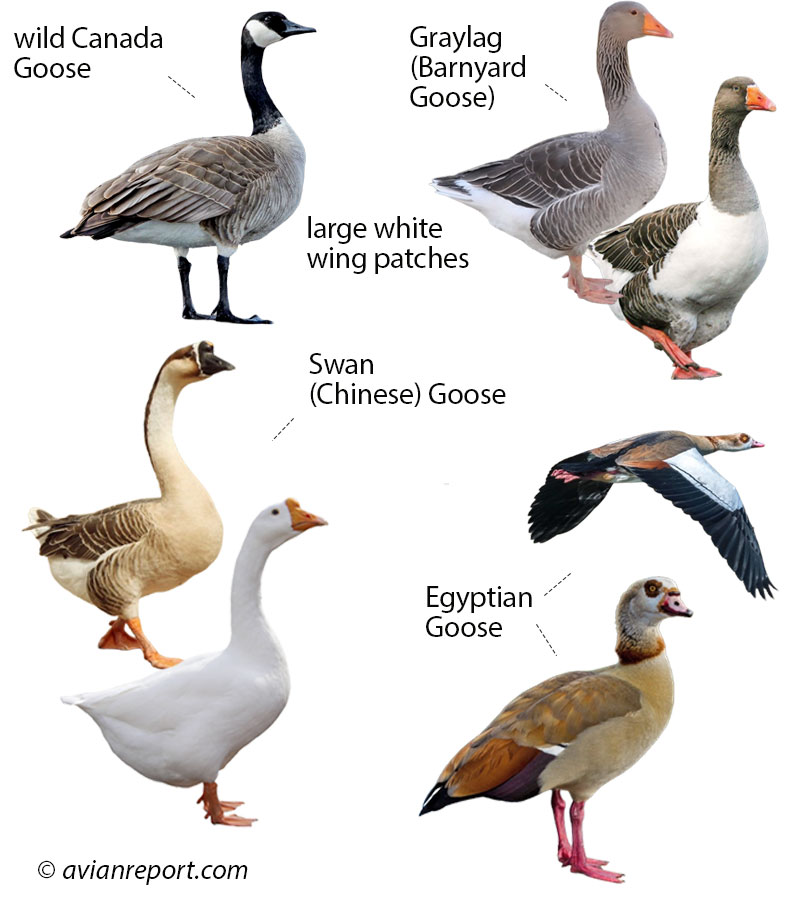 A Complete Guide to Urban Ducks, Geese, Swans, and Hybrids - Avian Report