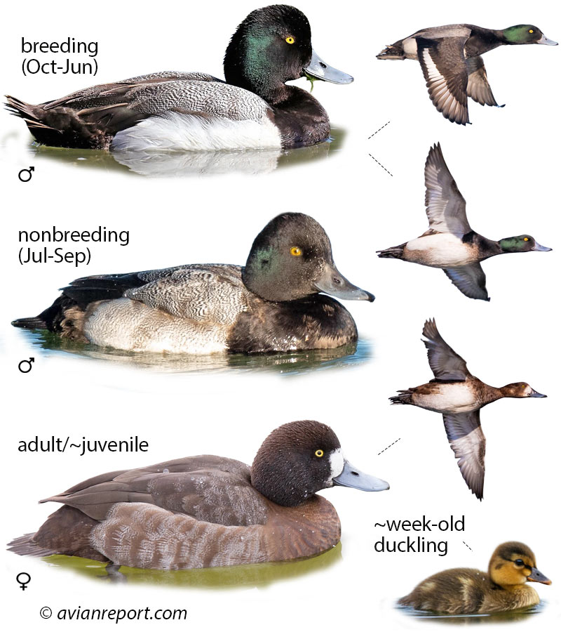 38 California Ducks, Geese, and Swans: ID & Sound Guide - Avian Report