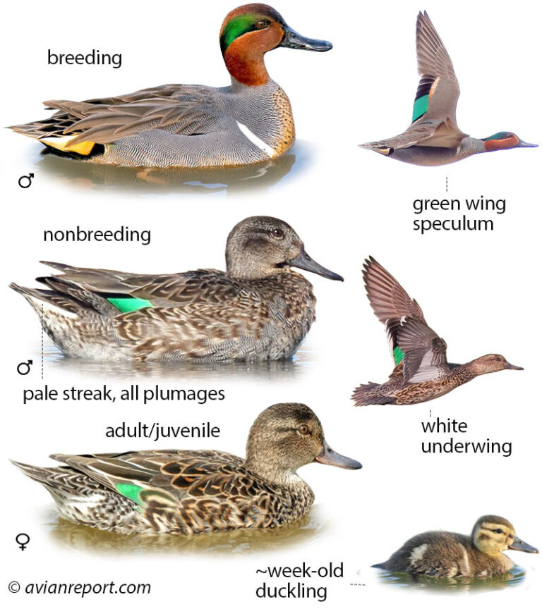 Texas Ducks, Geese, and Swans: A 37 Species ID Guide - Avian Report