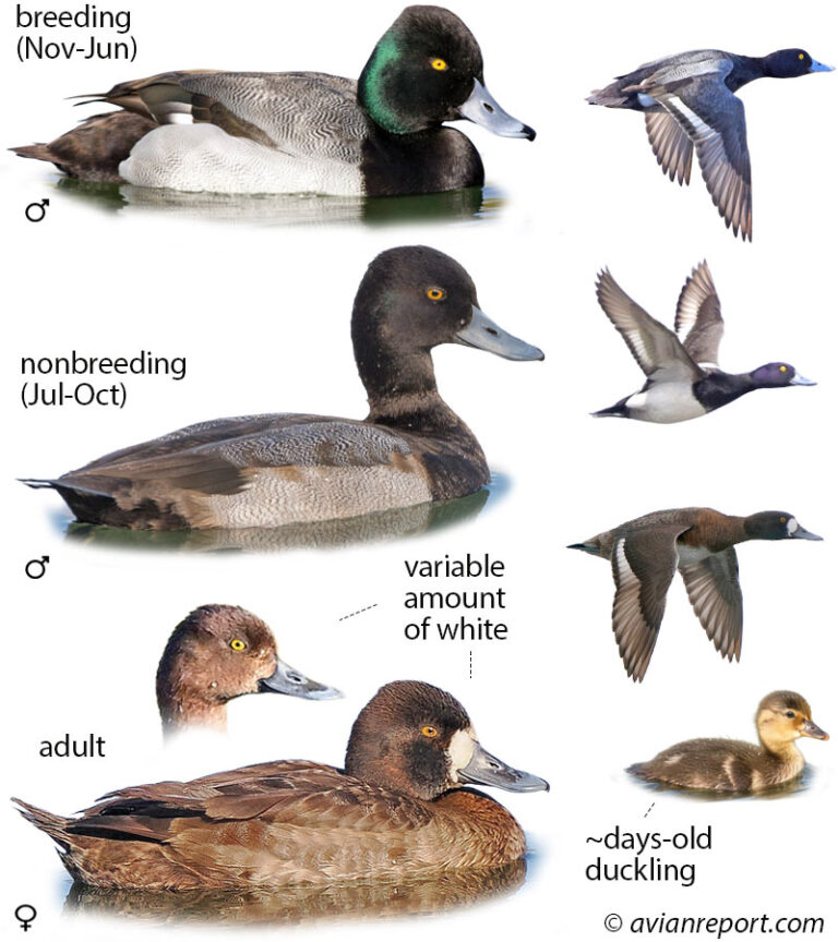 35 Pennsylvania Ducks, Geese, and Swans: ID & Sound Guide - Avian Report