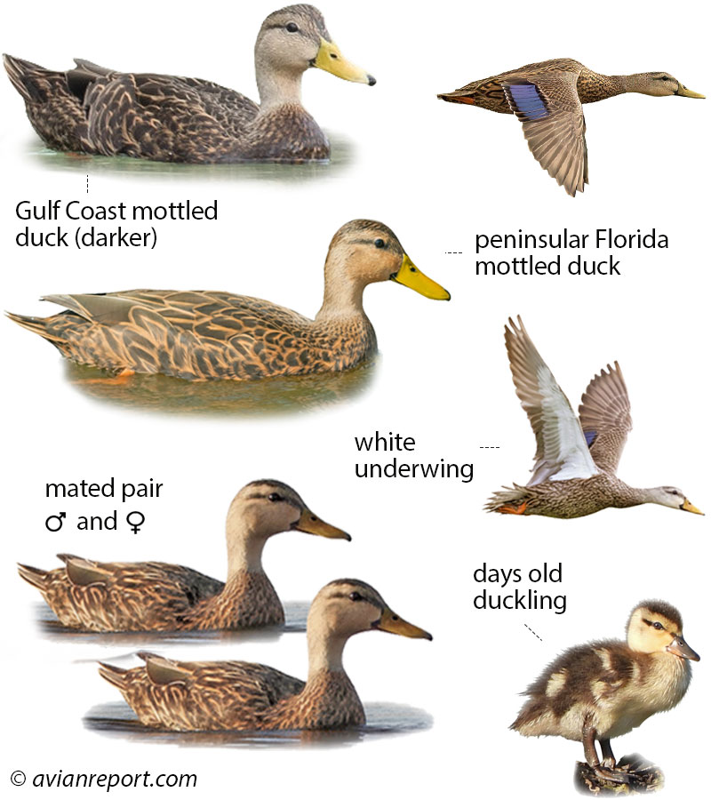 Alabama Ducks, Geese, and Swans: A 34 Species ID Guide - Avian Report