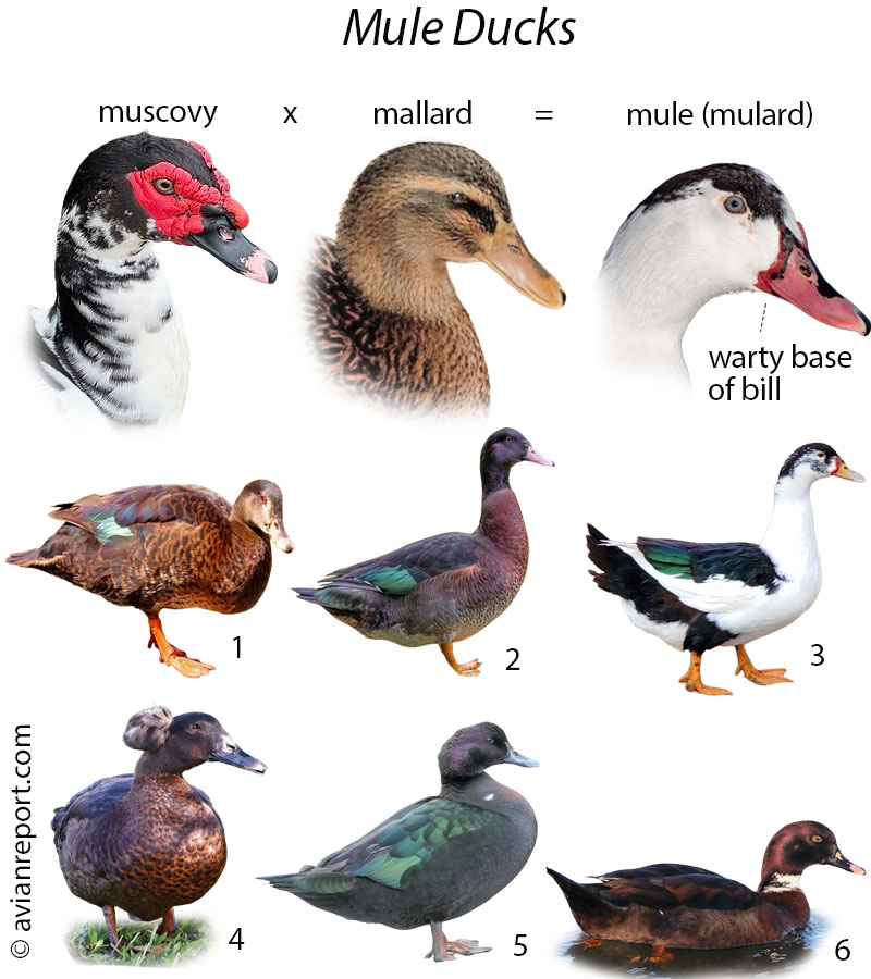 A Complete Guide to Urban Ducks, Geese, Swans, and Hybrids - Avian Report