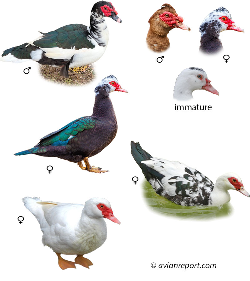 A Complete Guide to Urban Ducks, Geese, Swans, and Hybrids - Avian Report