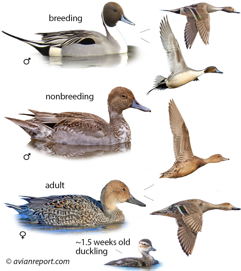 35 Michigan Ducks, Geese, and Swans: ID & Sound Guide - Avian Report