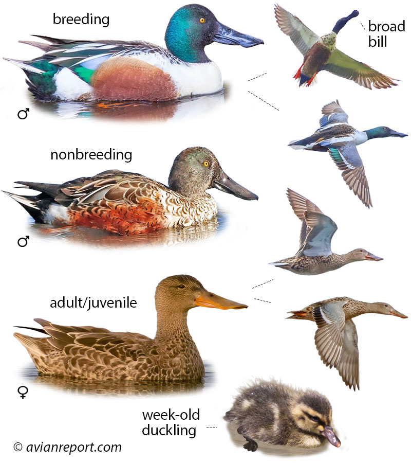 38 California Ducks, Geese, and Swans: ID & Sound Guide - Avian Report