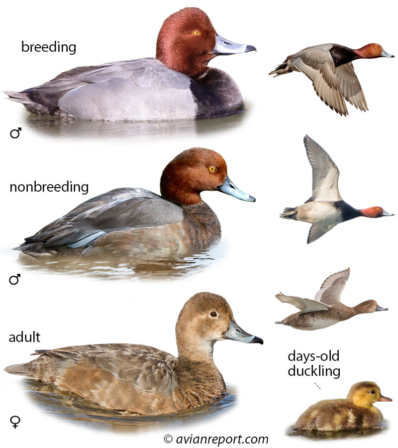 North Carolina Ducks, Geese, and Swans: A 35 Species ID Guide - Avian ...