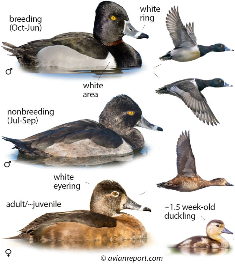 38 California Ducks, Geese, and Swans: ID & Sound Guide - Avian Report