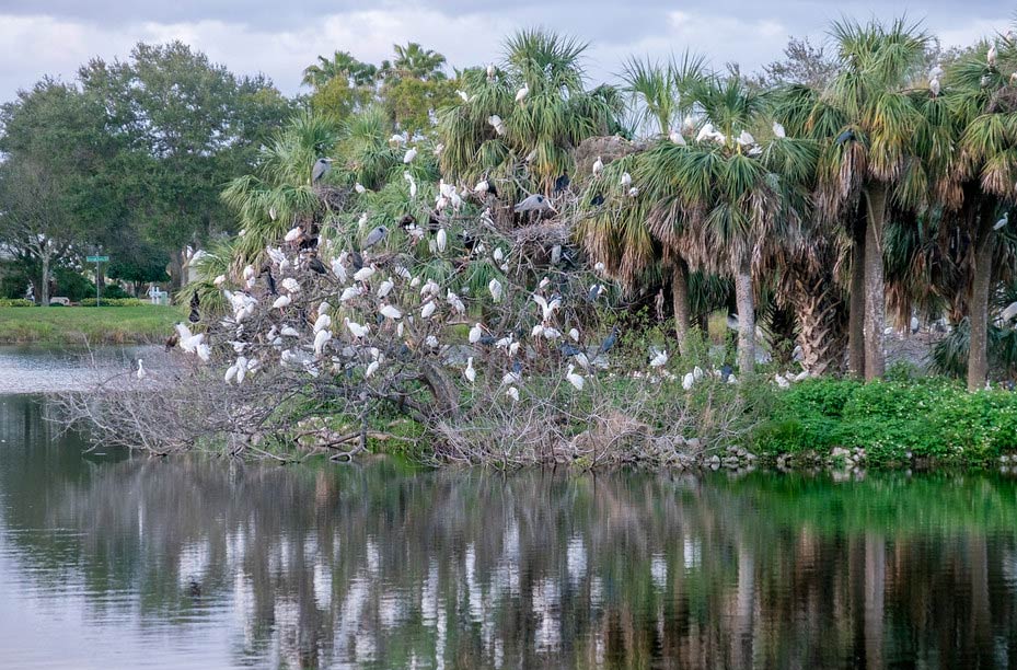 A Complete Guide to North American Herons, Egrets, and Bitterns - Avian ...